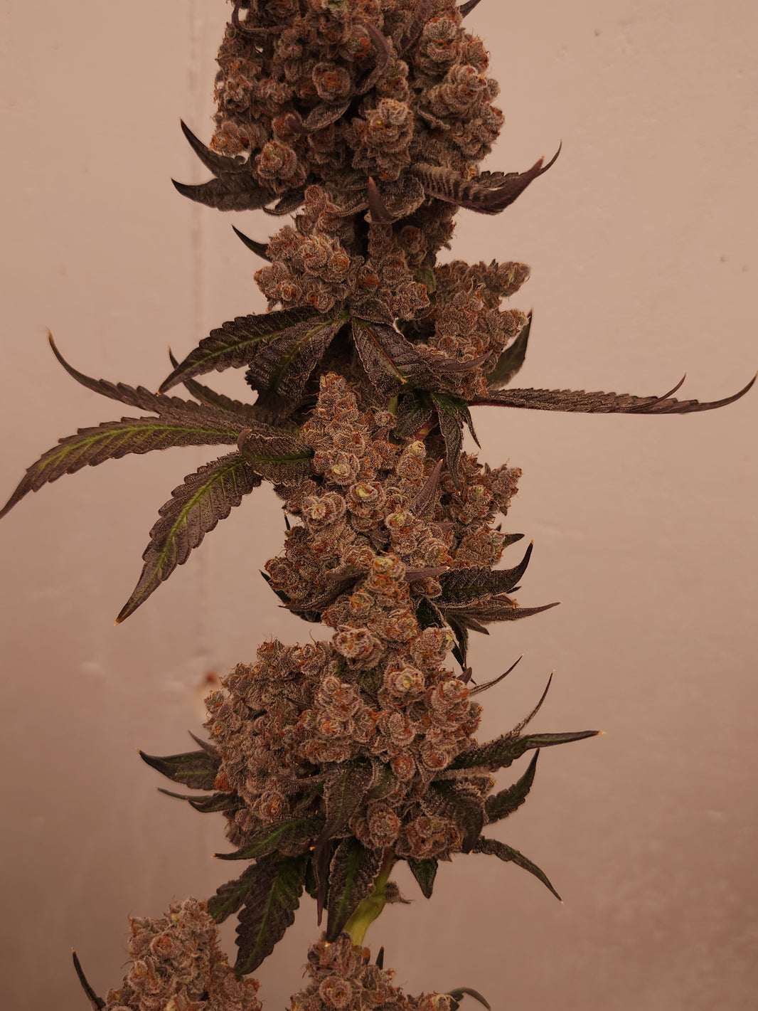 Snips/ Clones – Mainely Organics genetics